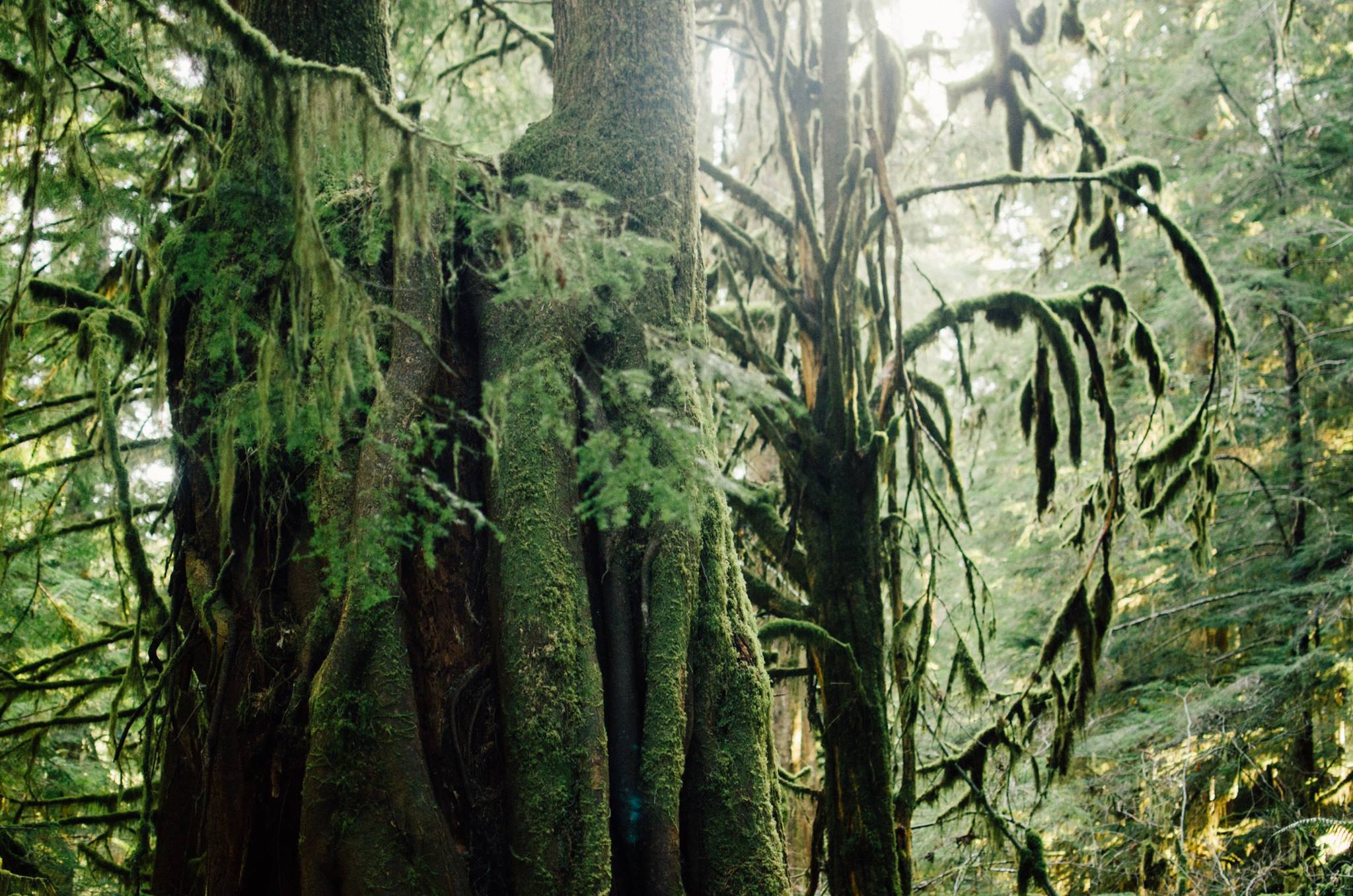Do Fallen Trees Build Character? Postlapsarian Knowledge in a Post ...